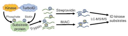 Mapping the BIN2 kinase signaling network with TurboID-mediated ...