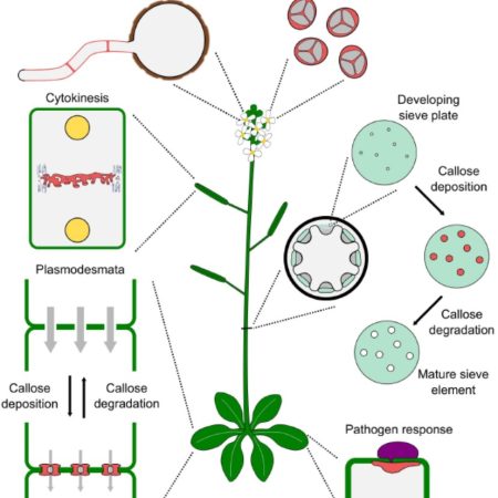 Plantae | Plant Science Research Weekly | Plantae