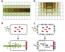 Review: Computer models of cell polarity establishment in plants | Plantae