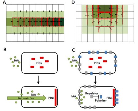 Review: Computer models of cell polarity establishment in plants | Plantae