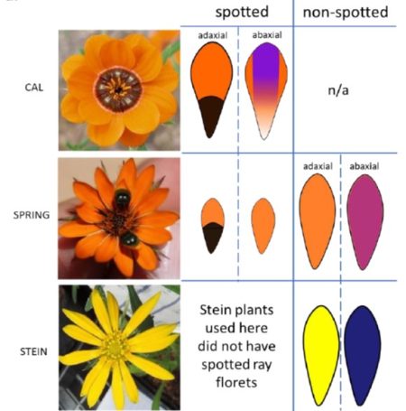 A closer look at the pigmentation patterns of those South African ...