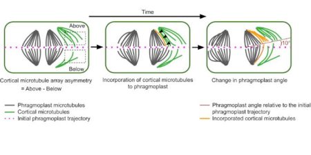 Parking the phragmoplast: division site positioning via cortical ...