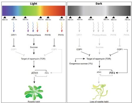 Light and sucrose signaling converge at TOR kinase to control plant ...