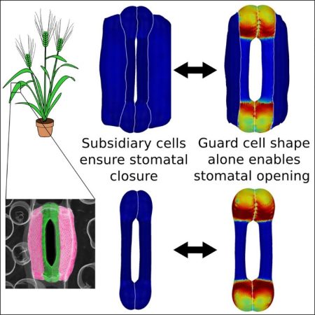 Review: Guard cell metabolism and stomatal function (Annu. Rev. Plant ...