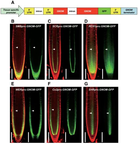 Interconnected: Hydrotropism and phototropism in Arabidopsis root ...