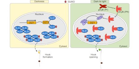 Inhibition of SIZ1-mediated HLS1 SUMOylation promotes light-induced ...