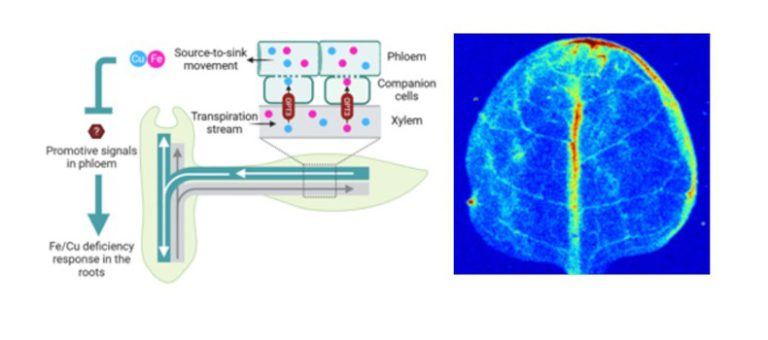 The transporter OPT3 mediates crosstalk between iron and copper in ...
