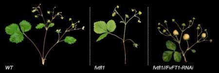 Strawberry inflorescence diversity: meet the thyrse | Plantae