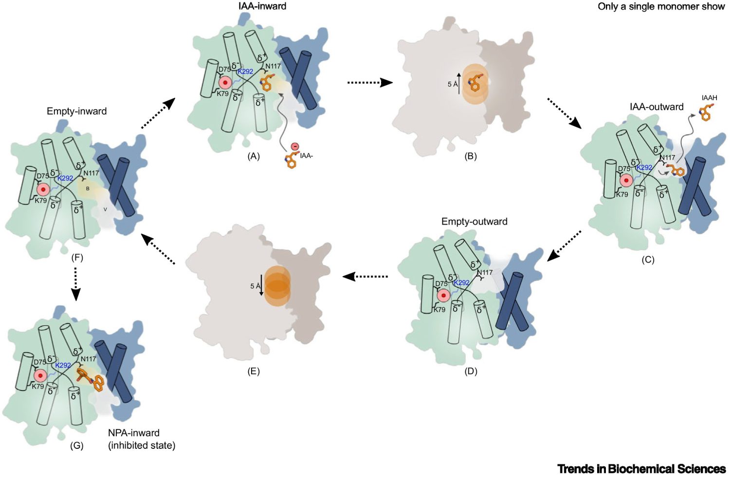 Review: Substrate recognition and transport mechanism of the PIN-FORMED auxin exporters | Plantae