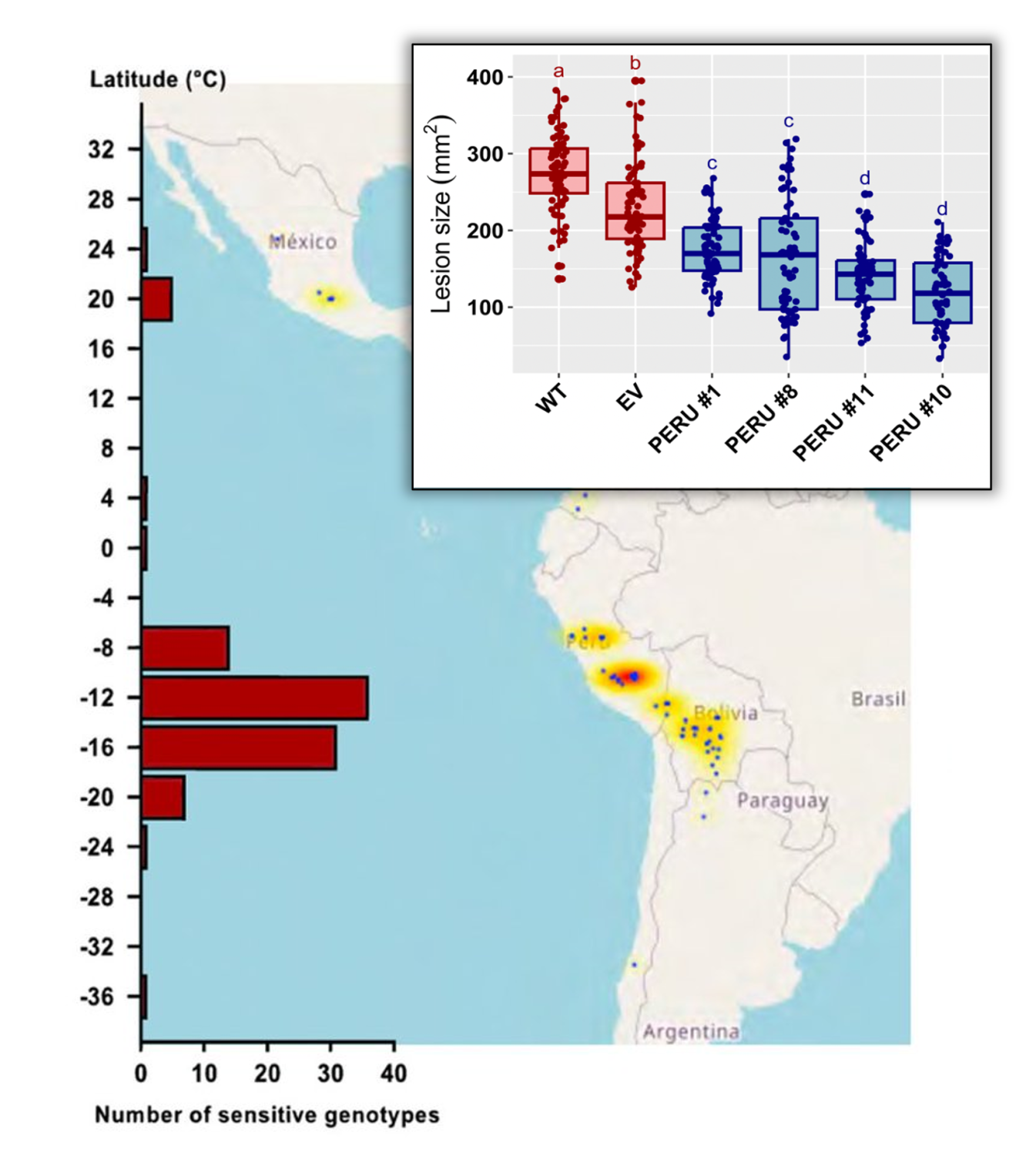 Functional diversification of a wild potato immune receptor at its ...