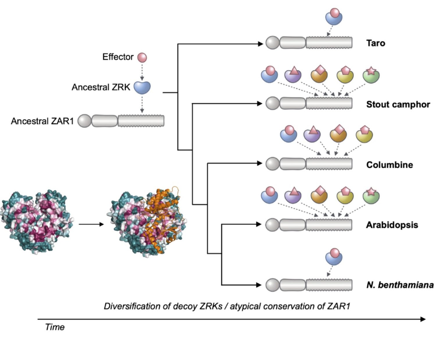 Jurassic ZAR; Insights from an atypically conserved immune receptor ...