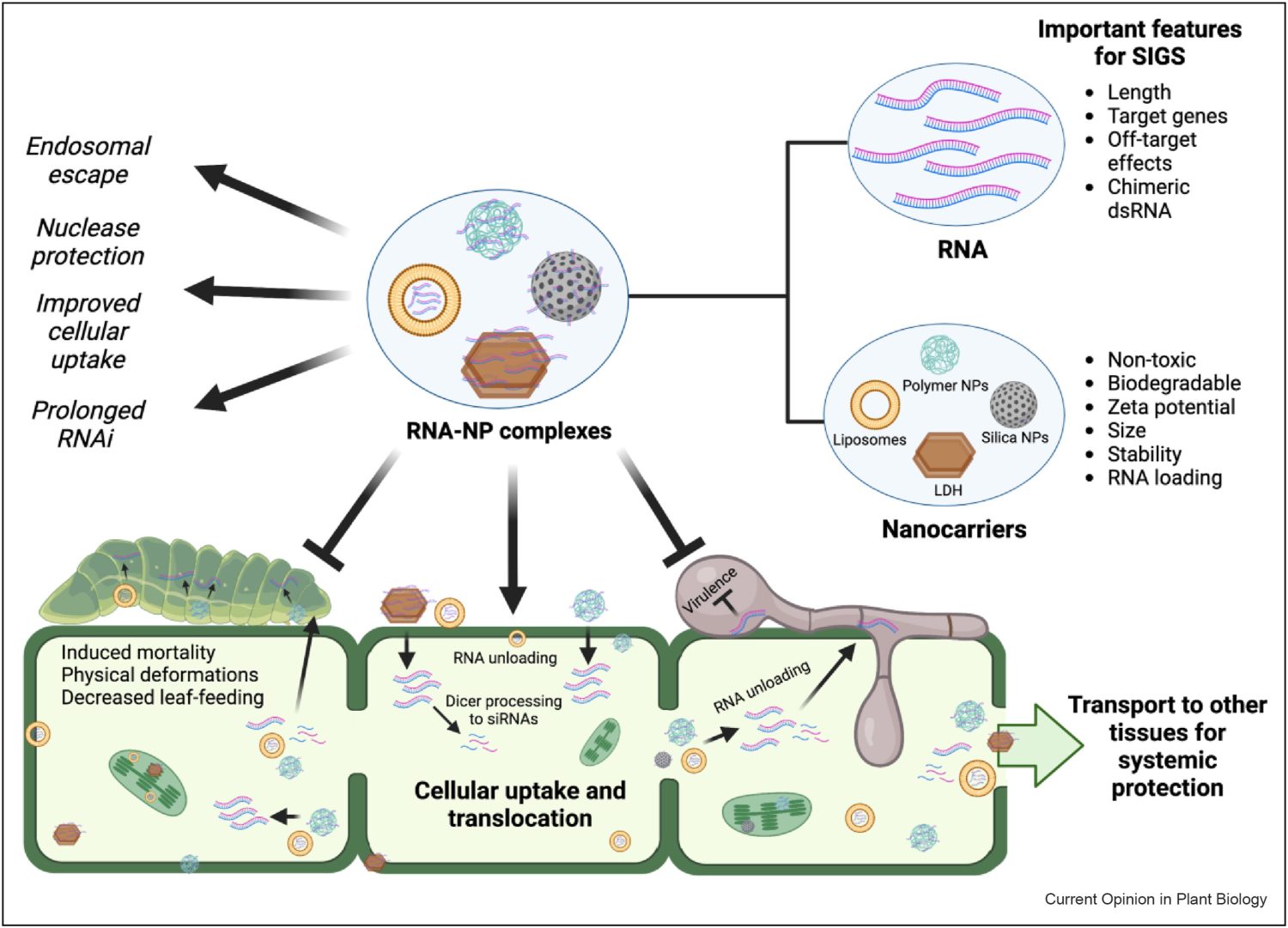 Review: Improving RNA-based crop protection through nanotechnology and ...