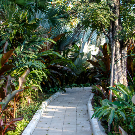 Plantae | Plantae Blog | Plantae