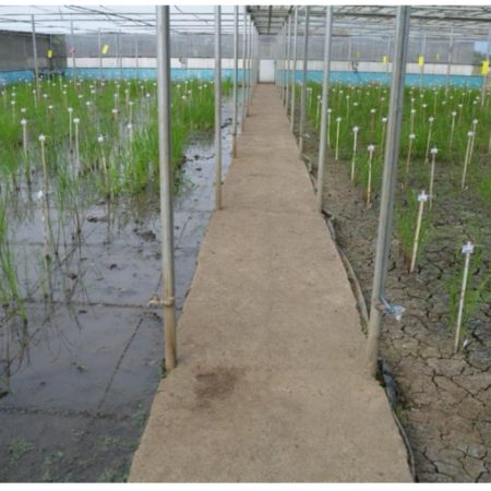 Casparian Strip formation at the root endodermis in rice | Plantae