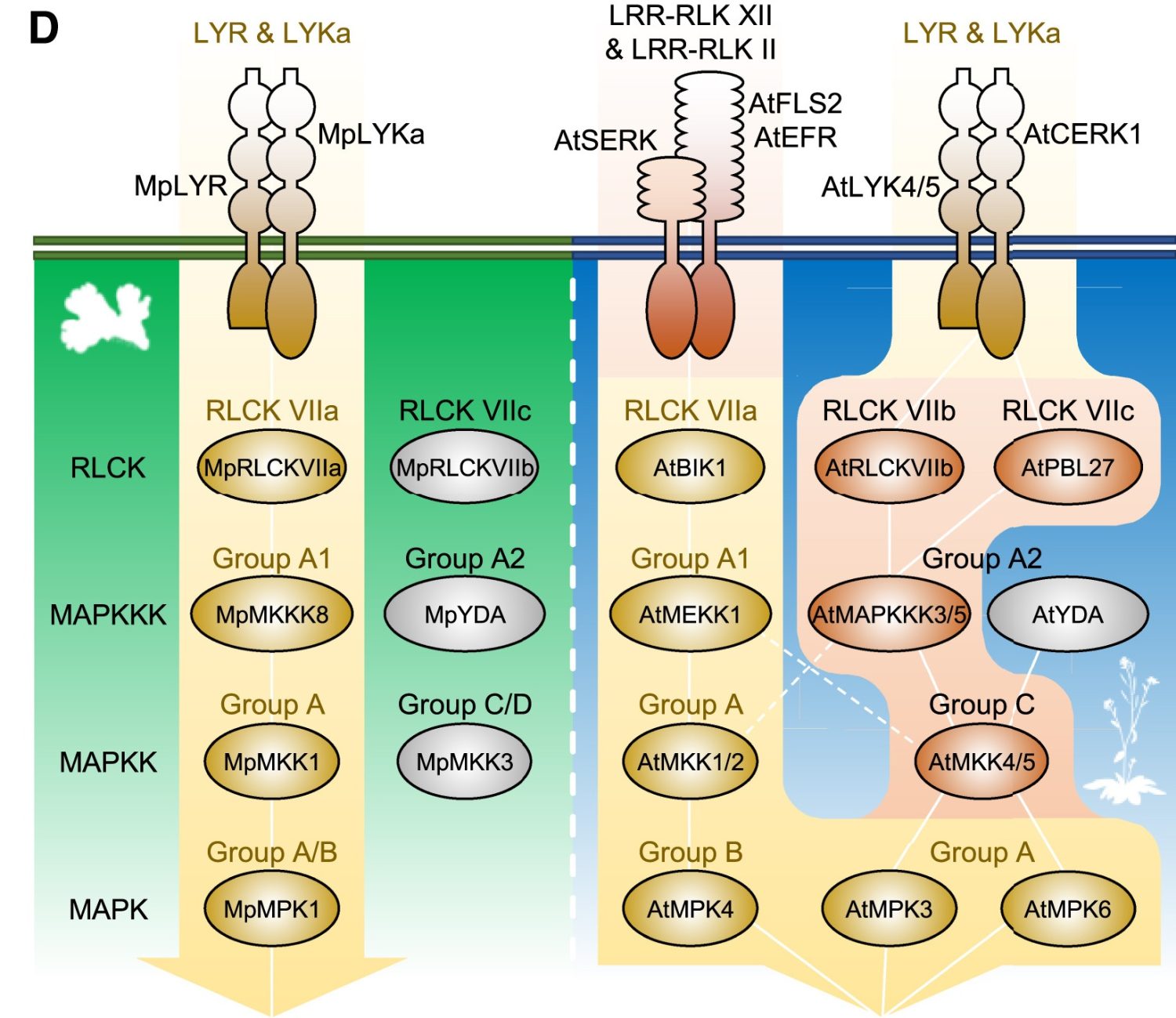 LysM-mediated signaling in Marchantia polymorpha and conservation of ...