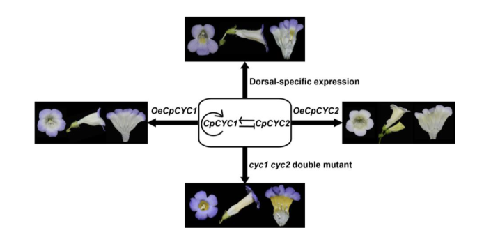 CYCLOIDEA-like genes control multiple floral traits | Plantae