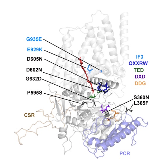 The catalytic domain of cellulose synthase: More than just cellulose ...