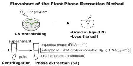 Enhanced discovery of plant RNA-binding proteins | Plantae