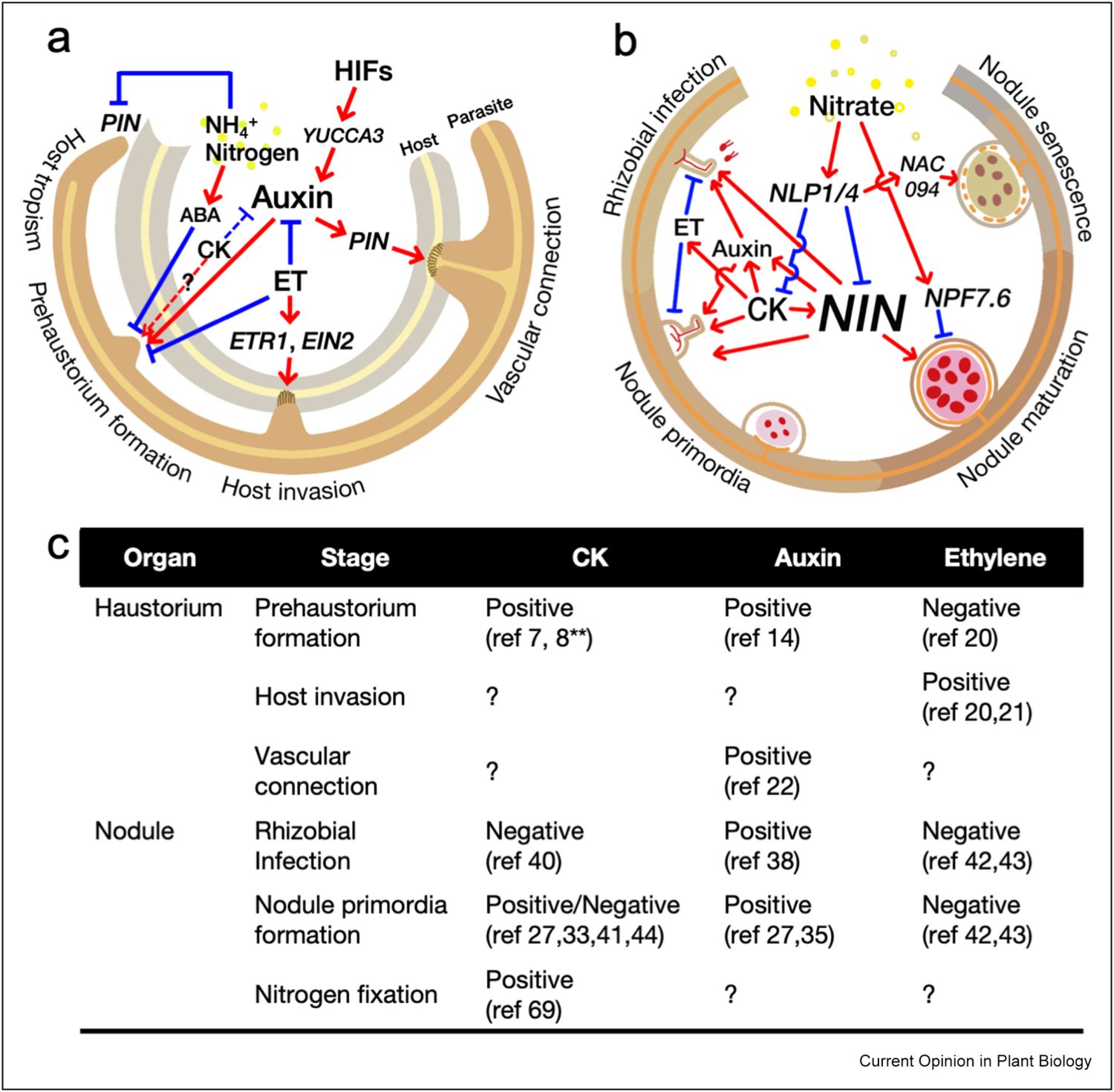 Plantae | Review: Development of organs for nutrient uptake in ...
