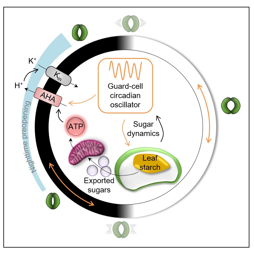 Plantae | Leaf starch reserves keep stomata on time | Plantae