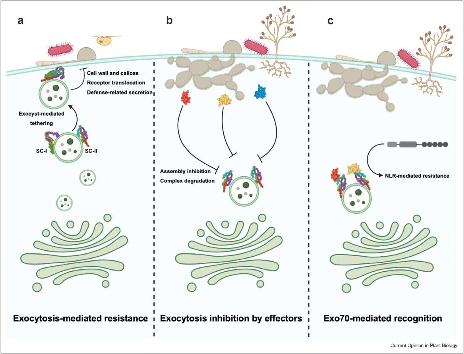 Review: The exocyst complex is targeted by pathogen effectors | Plantae