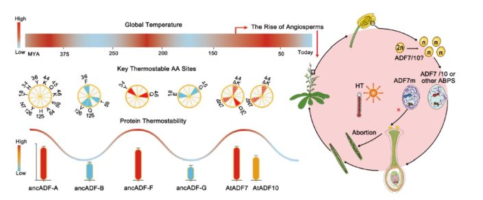 Evolution of the thermostability of actin-depolymerizing factors enhances pollen germination at ...