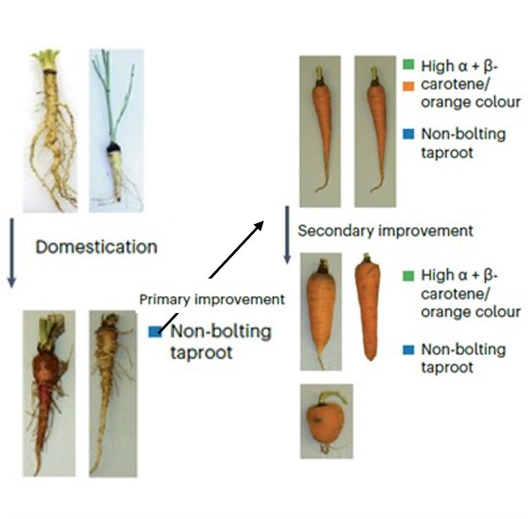 When and how did carrots turn orange? | Plantae