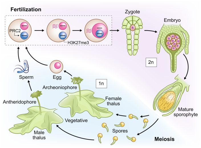 Review: Paternal imprinting in Marchantia polymorpha | Plantae
