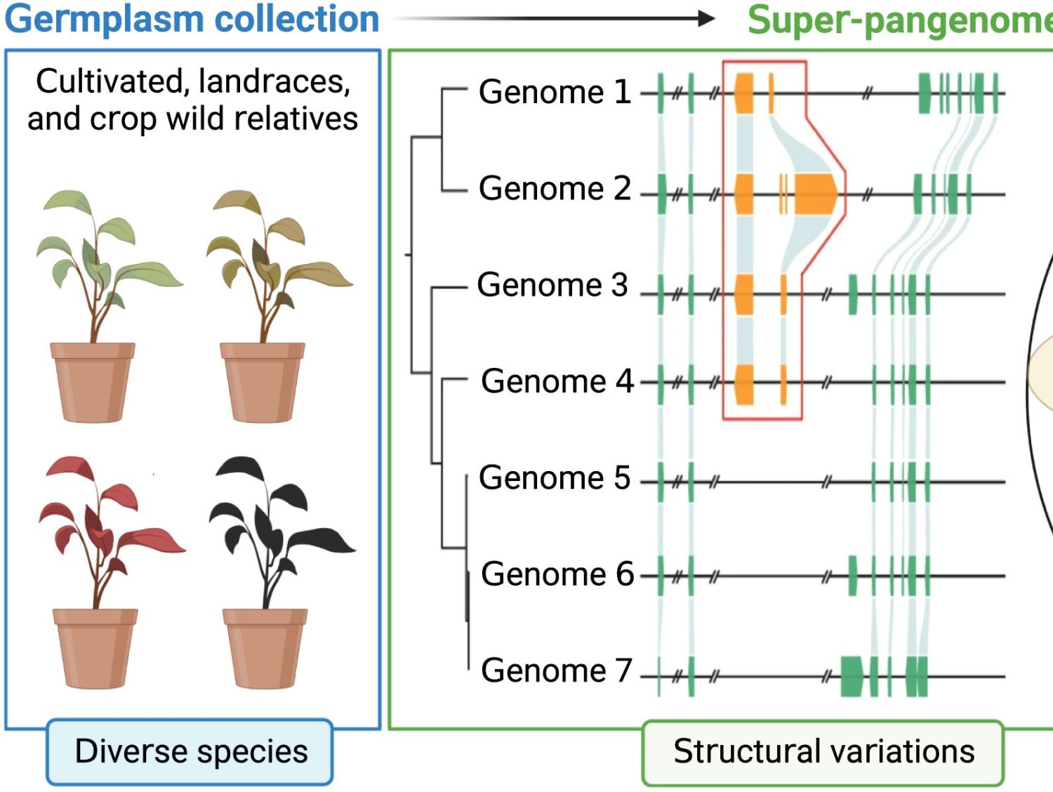 Spotlight: Super-pangenomes for improved breeding | Plantae