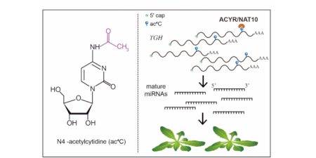 ac4C modification of mRNA is required for plant development | Plantae