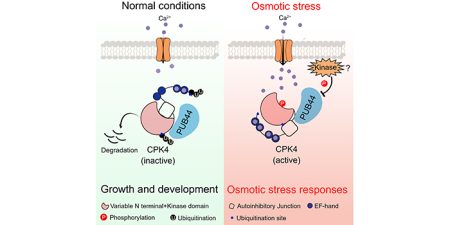Regulation of a calcium-dependent protein kinase in response to osmotic ...