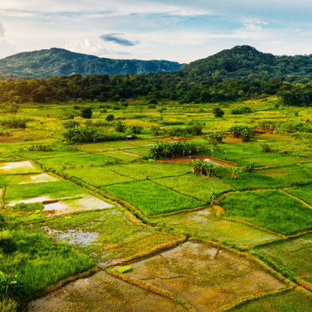 Plantae | Plantae Blog | Plantae