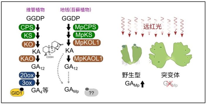 A liverwort view of gibberellin biosynthesis | Plantae