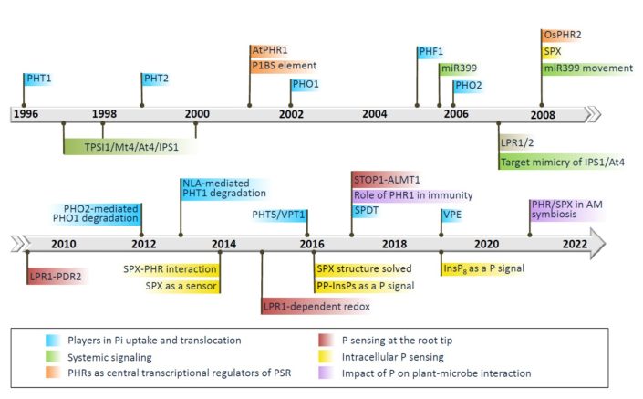 Review. Milestones in understanding phosphorus uptake, transport ... Review. Milestones in understanding phosphorus uptake, transport ...