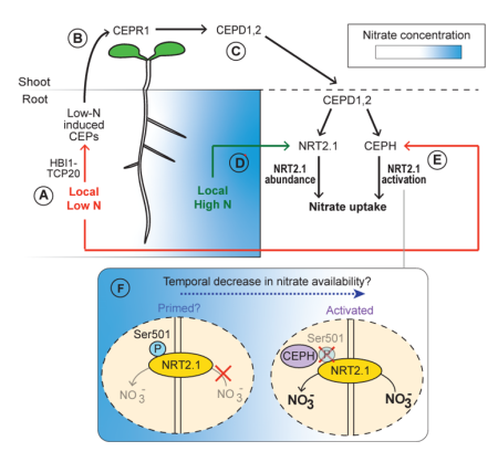 Review: CEP hormones at the nexus of nutrient acquisition and ...
