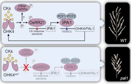 Cytokinin signaling determines rice panicle size | Plantae