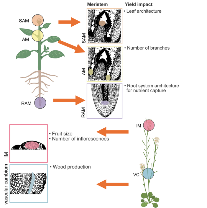 Review: Stem cells for crop improvement | Plantae