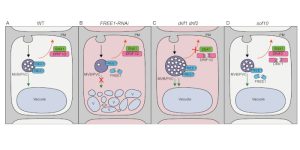 DRIF1 and SORTING NEXIN 1 regulate membrane protein homeostasis in ...