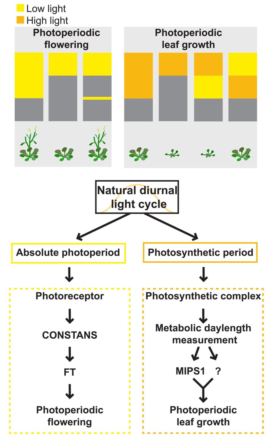 Seasonal flowering and seasonal growth measure light duration ...