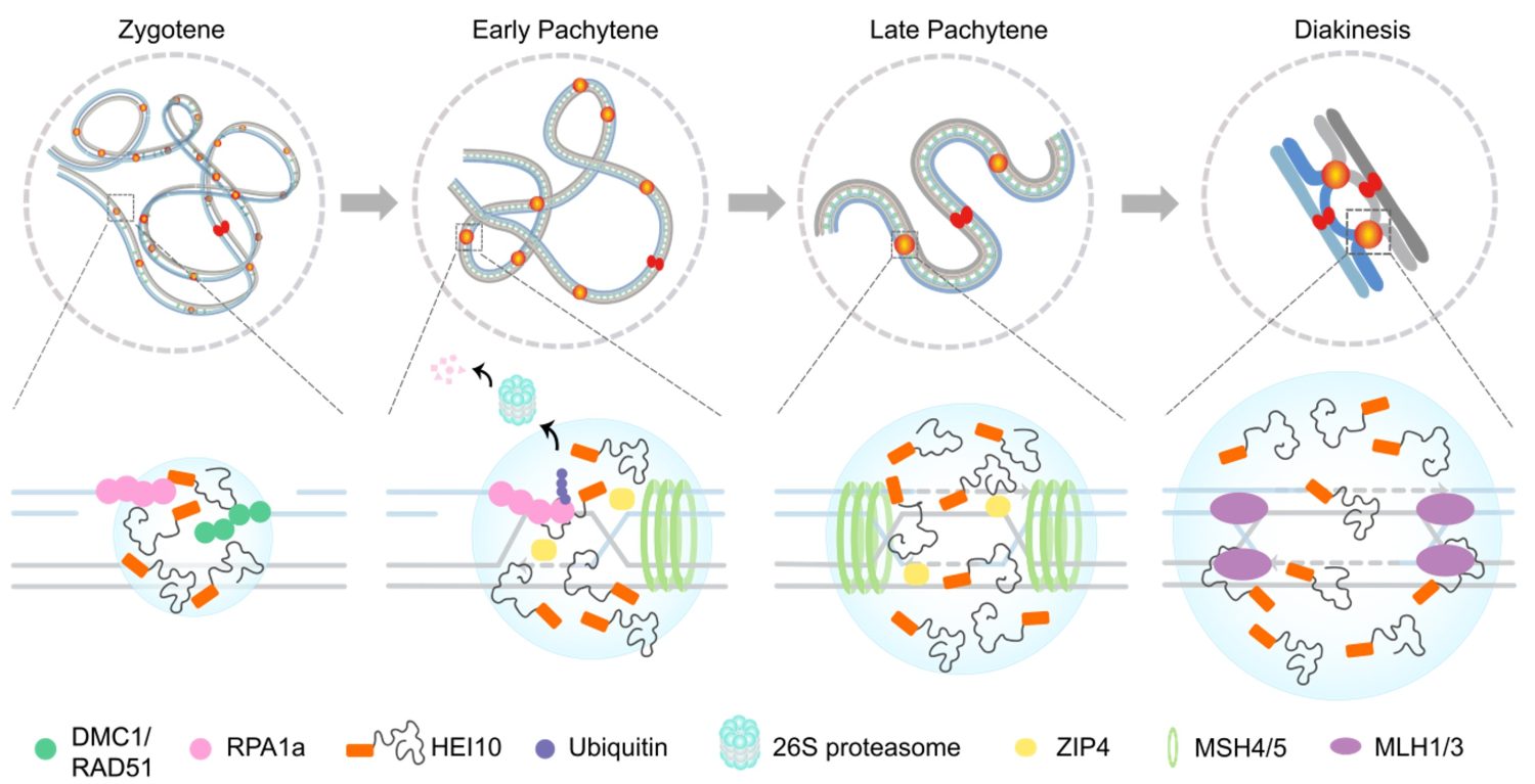 Phase separation determining meiotic interference-sensitive meiotic ...