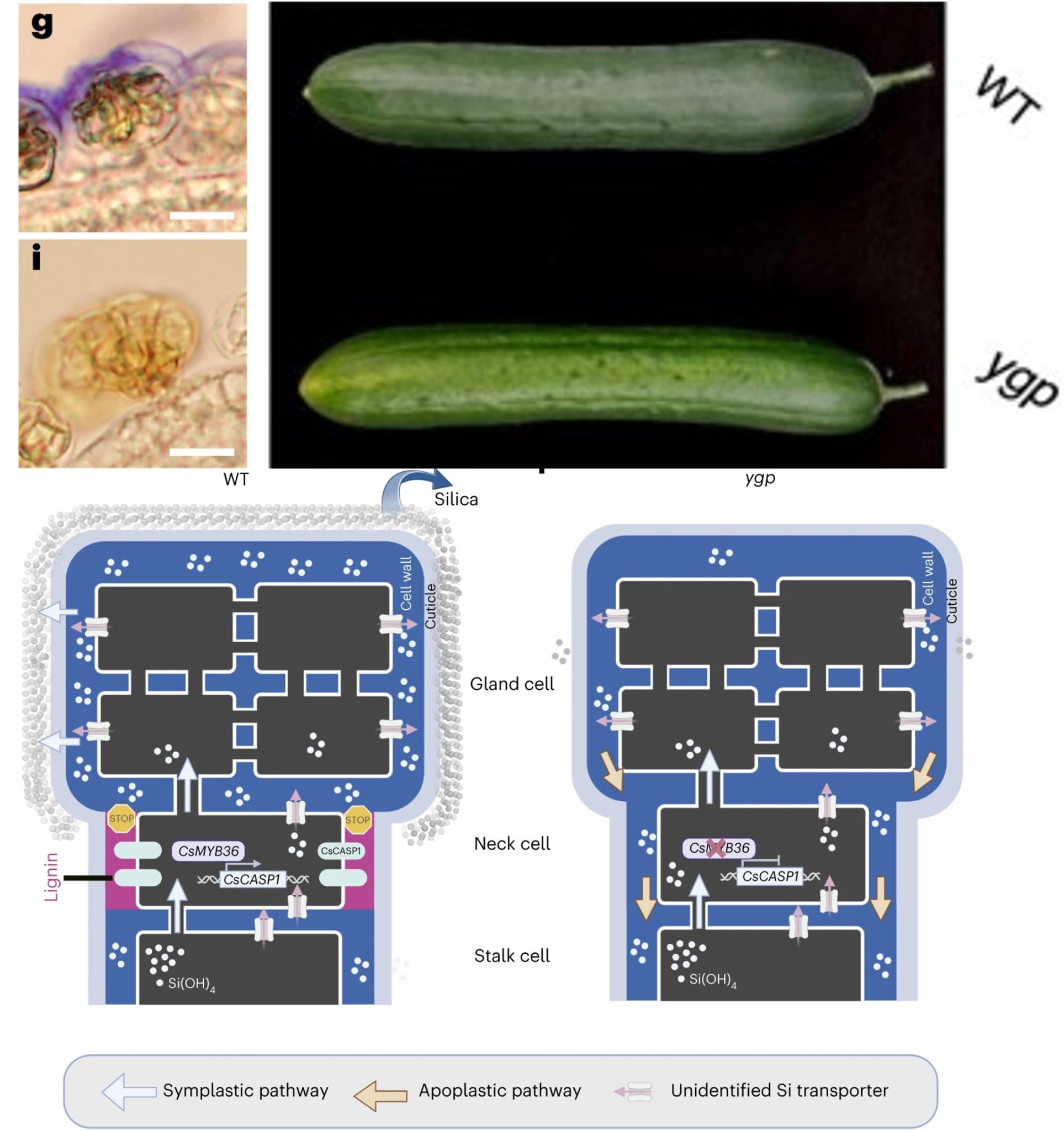 Novel lignin-based extracellular barrier in glandular trichome | Plantae