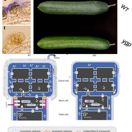A dirigent protein complex directs lignin polymerization and assembly ...