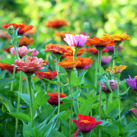 Plantae | Plantae Blog | Plantae