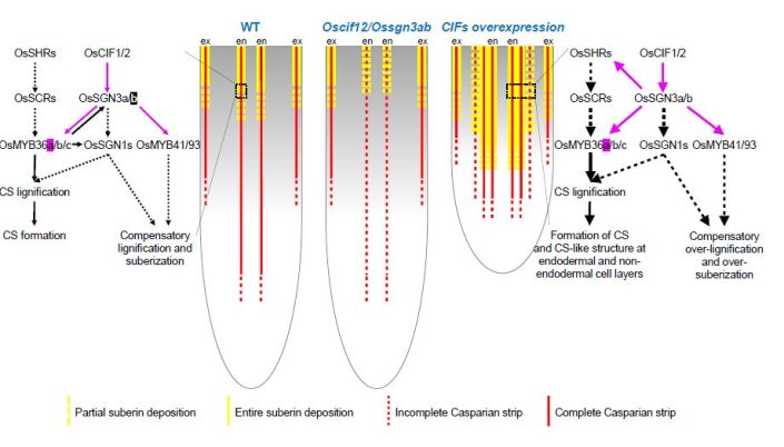 Casparian strip formation at root endodermal and non-endodermal cell ...
