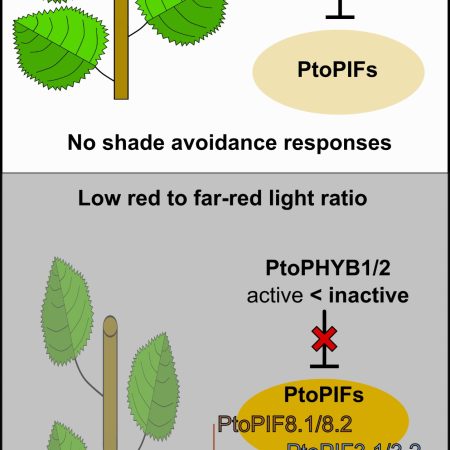 Plantae | Plant Science Research Weekly | Plantae