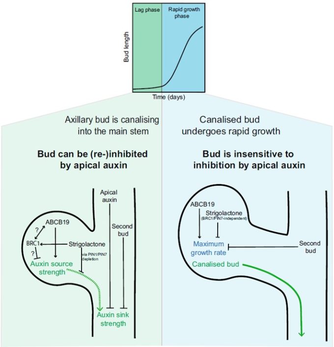Lag, then leg it! An updated two-phase model for axillary bud ...