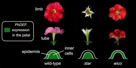 From cell layers to complex petal shapes | Plantae