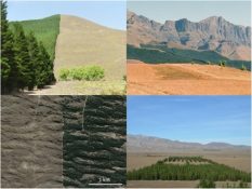 Unintended consequences of planting native and non- native trees in ...