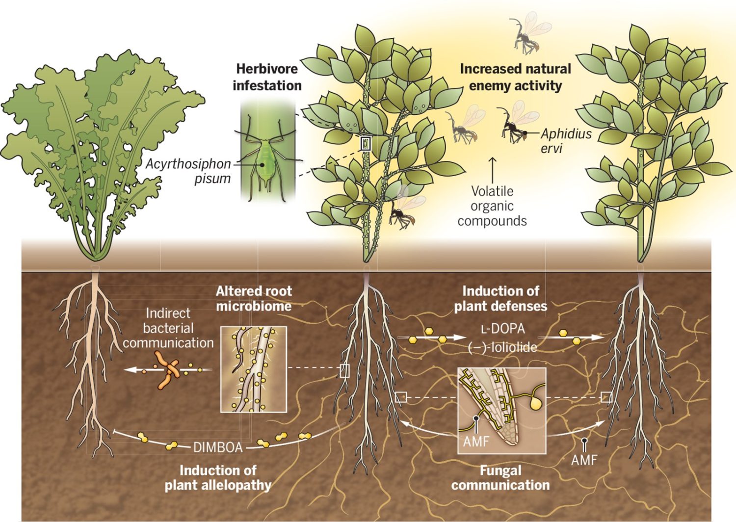 Perspective: Exposing belowground plant communication | Plantae