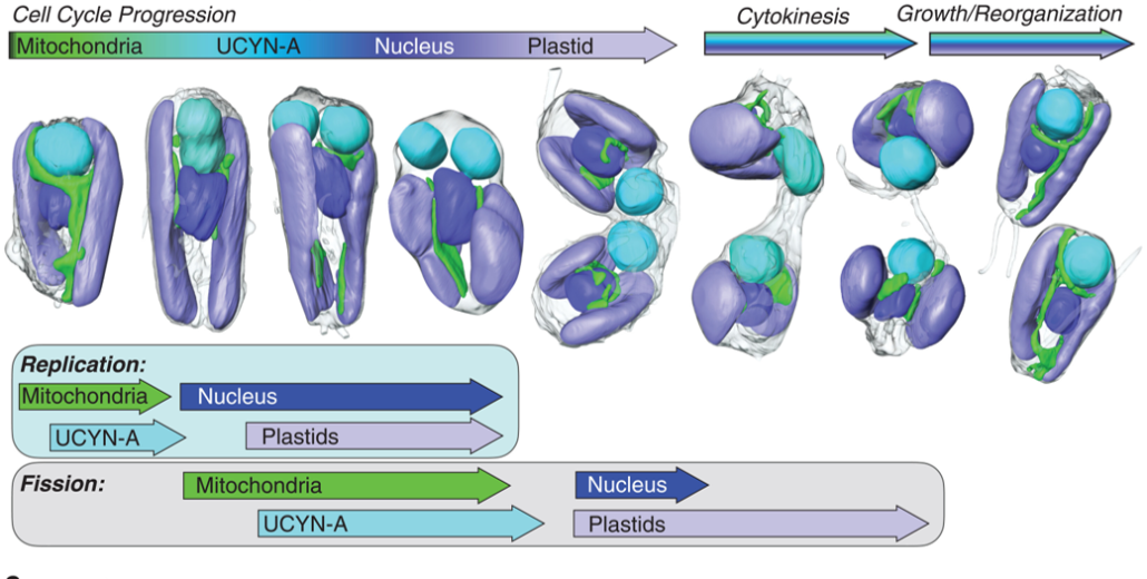 A nitrogen-fixing algal organelle | Plantae